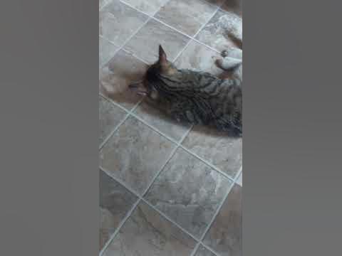 cat vs catnip - YouTube