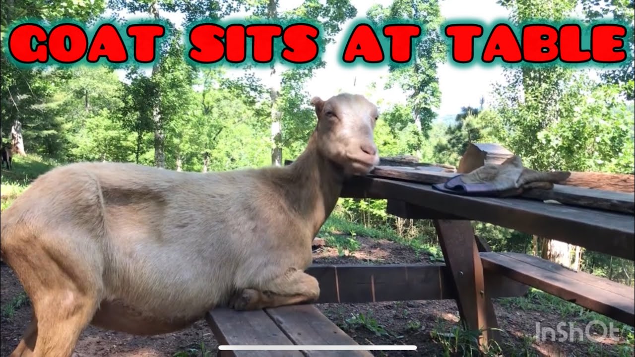 Super Smart Goat 🧠 (Big Brain) - YouTube