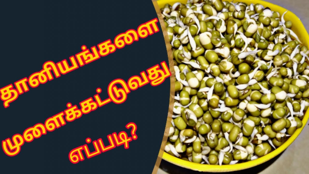 How to Sprout Pulses so easily? | தானியங்களை மிகவும் சுலபமாக ...
