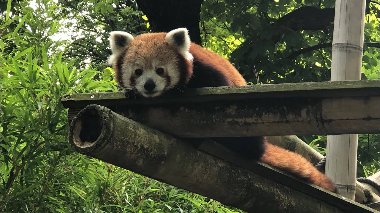 Animals in Paris | THE GARDEN OF PLANTS’ MENAGERIE IN PARIS | Top ...