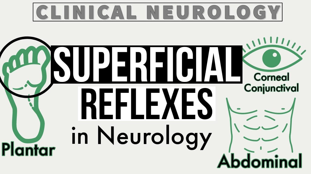 SUPERFICIAL REFLEXES | Corneal & Conjunctival Reflex | Gag Reflex ...