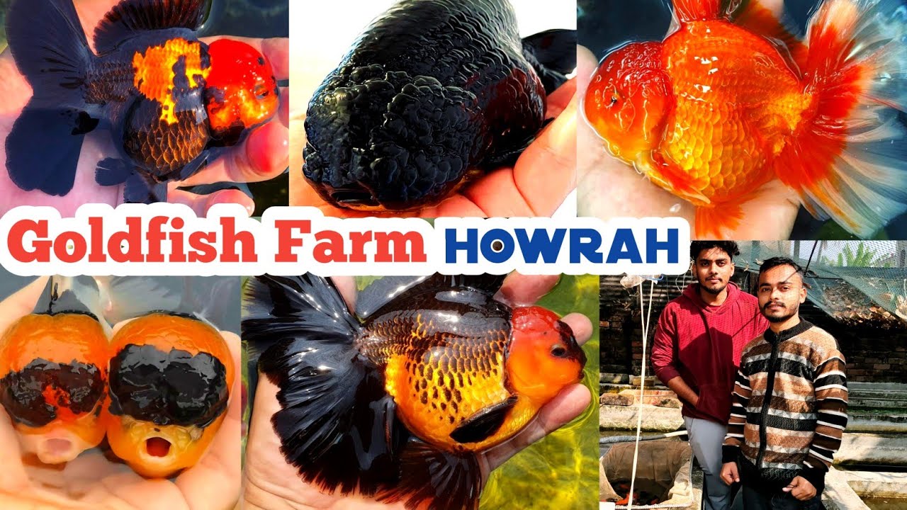 Latest Qualities Goldfish Farm in India | Goldfish tank | Westbengal ...