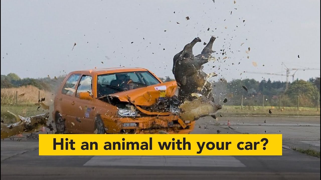 car accidents caught on dashcam Car | car hit animal | Road accident ...