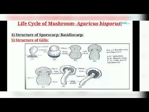 Chapter 4 (Part-5) Fungi