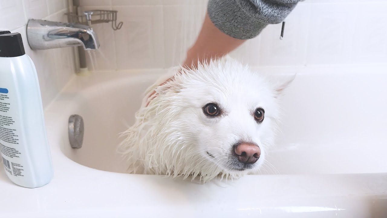 How Frequent Can You Bathe A American Eskimo Dog