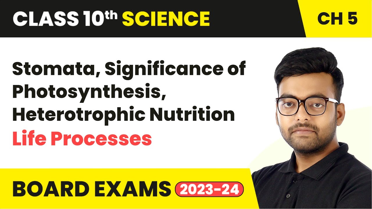 Stomata, Significance of Photosynthesis - Life Processes | Class 10 ...