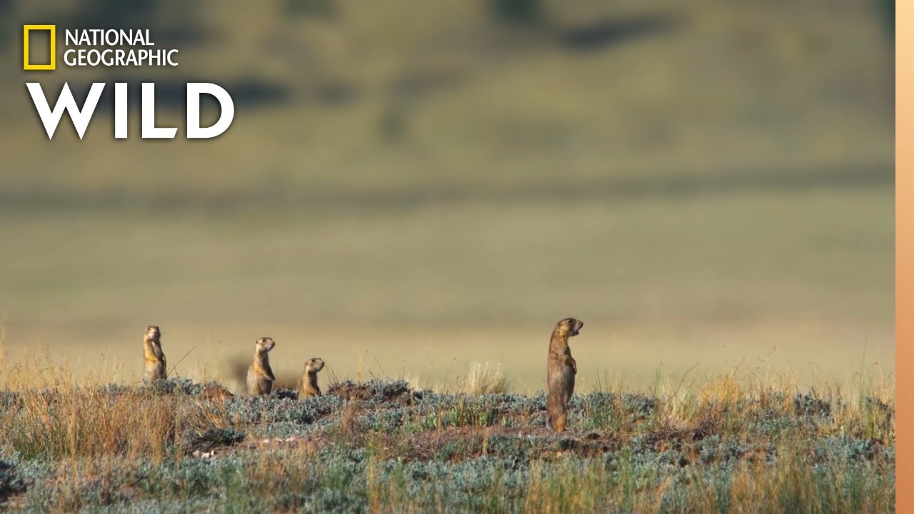 New Prairie Dog Pups Learn Danger | Prairie Dog Manor - YouTube