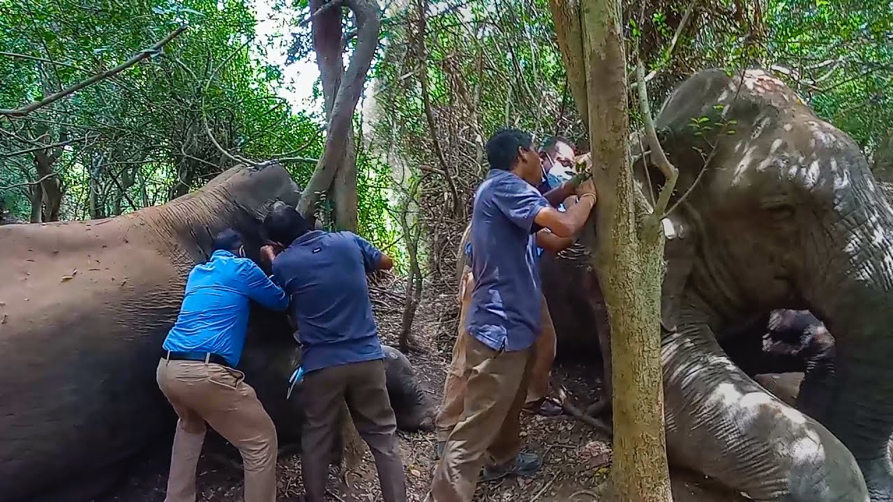 Restoring Your Faith in Humanity: A Heartwarming Elephant Rescue - YouTube