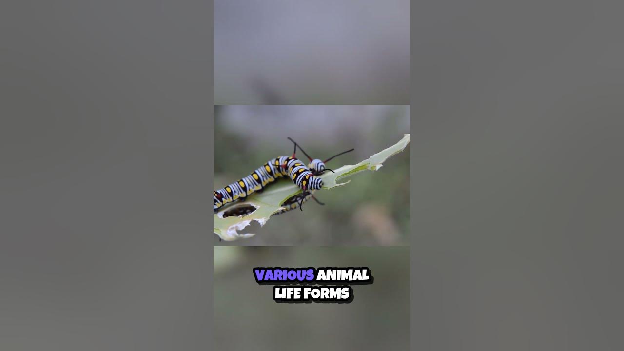 Insect Wonders Unveiling the Hidden World of Biotech Bugs 🐞🔬 - YouTube