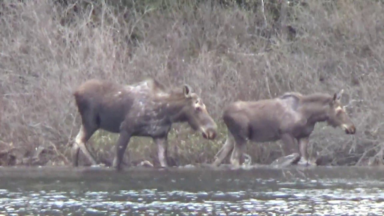 Rock Lake Algonquin Park Moose - YouTube