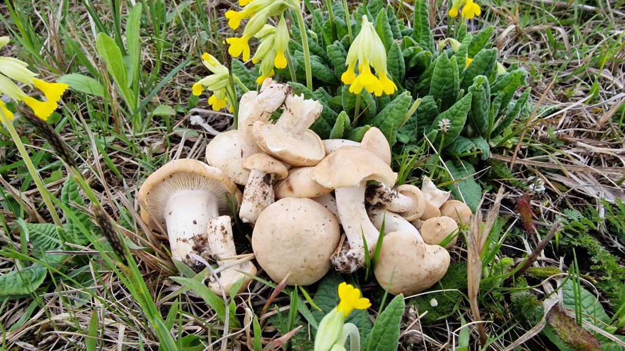 Care sunt bureții comestibili de primăvară. Bureții de prun și de ...