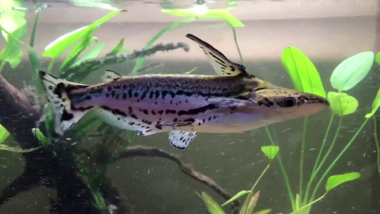 Duck Catfish - Ageneiosus cf. magoi - YouTube