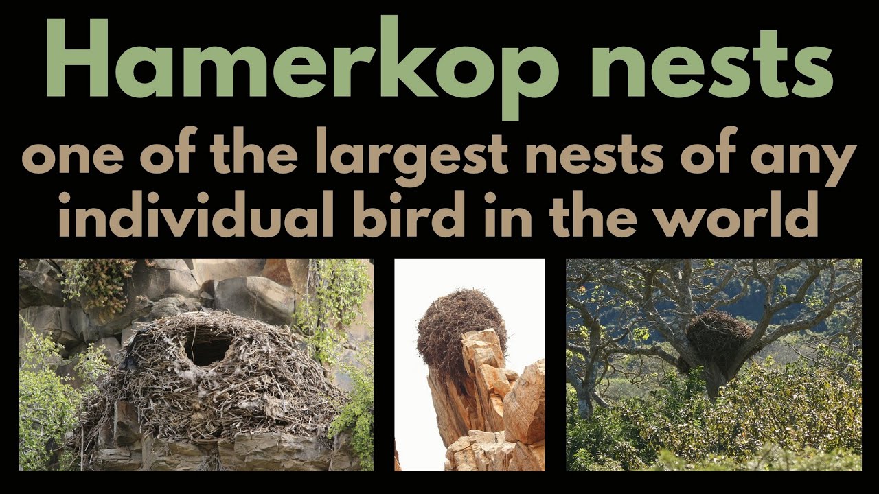 THE HAMERKOP NEST - one of the world's largest single bird nests - YouTube