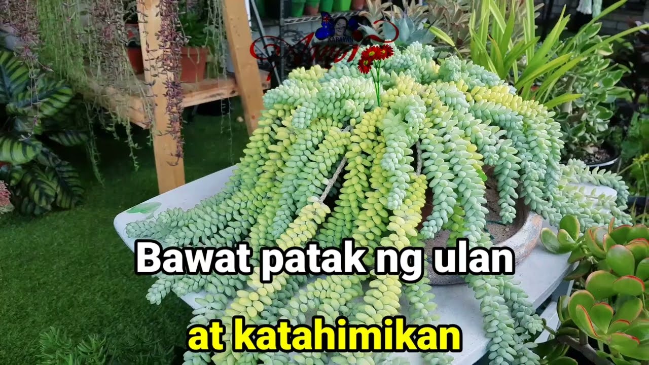 BASANG-BASA SA ULAN | AEGIS | KARAOKE - YouTube