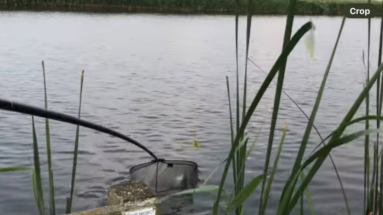 A quick feeder session on the river Bure, Norfolk. Bream fishing with ...