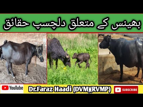 buffalo facts/facts about buffalo/buffalo characteristics/buffalo ...