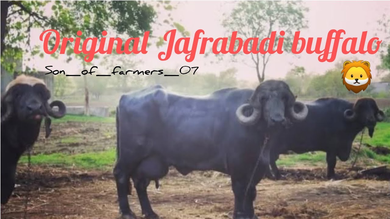jafrabadi buffalo//gir//breed//son_of_farmers_07 - YouTube