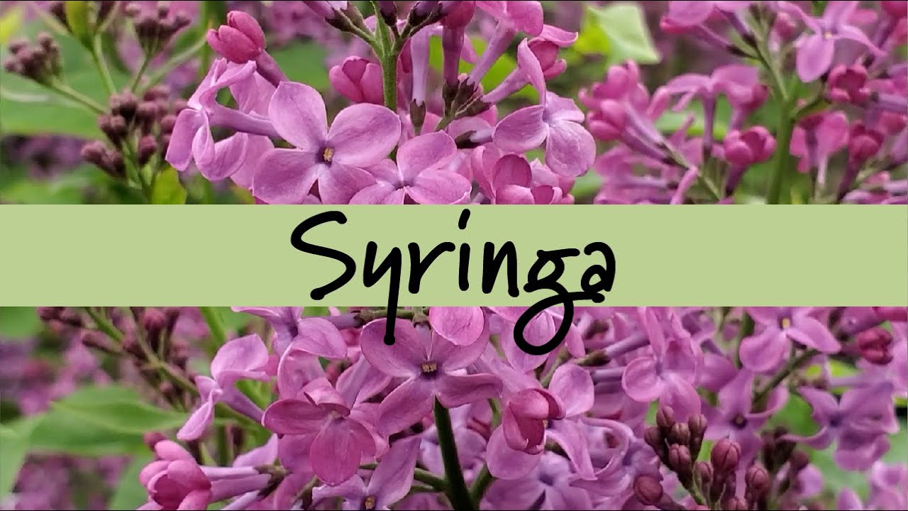 Syringa at Prides Corner Farms- spring 2024 - YouTube