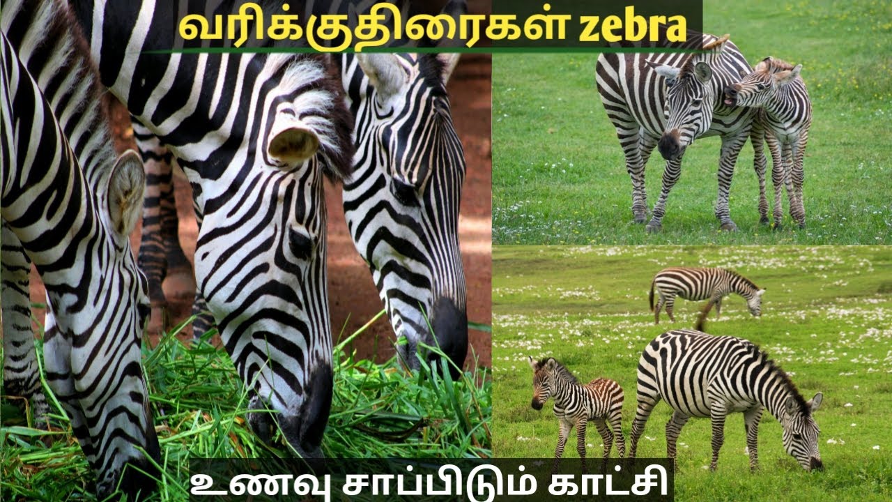 Zebra eating grass \How to zebra eat \Beautiful zebra videos in Tamil ...