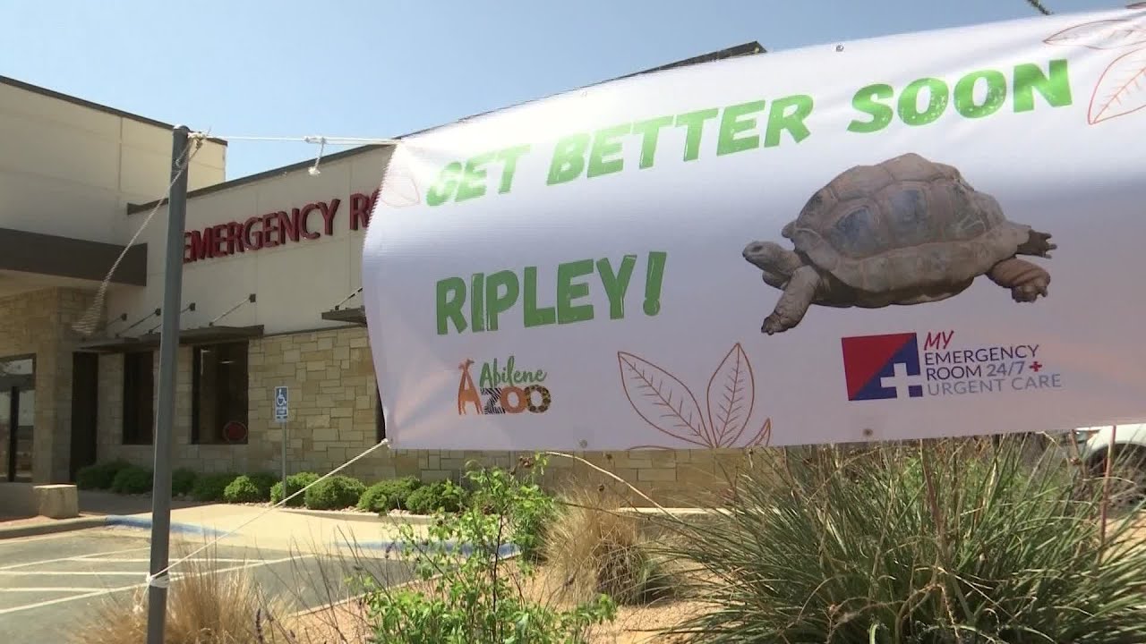 Ripley the Tortoise gets a CT Scan - YouTube