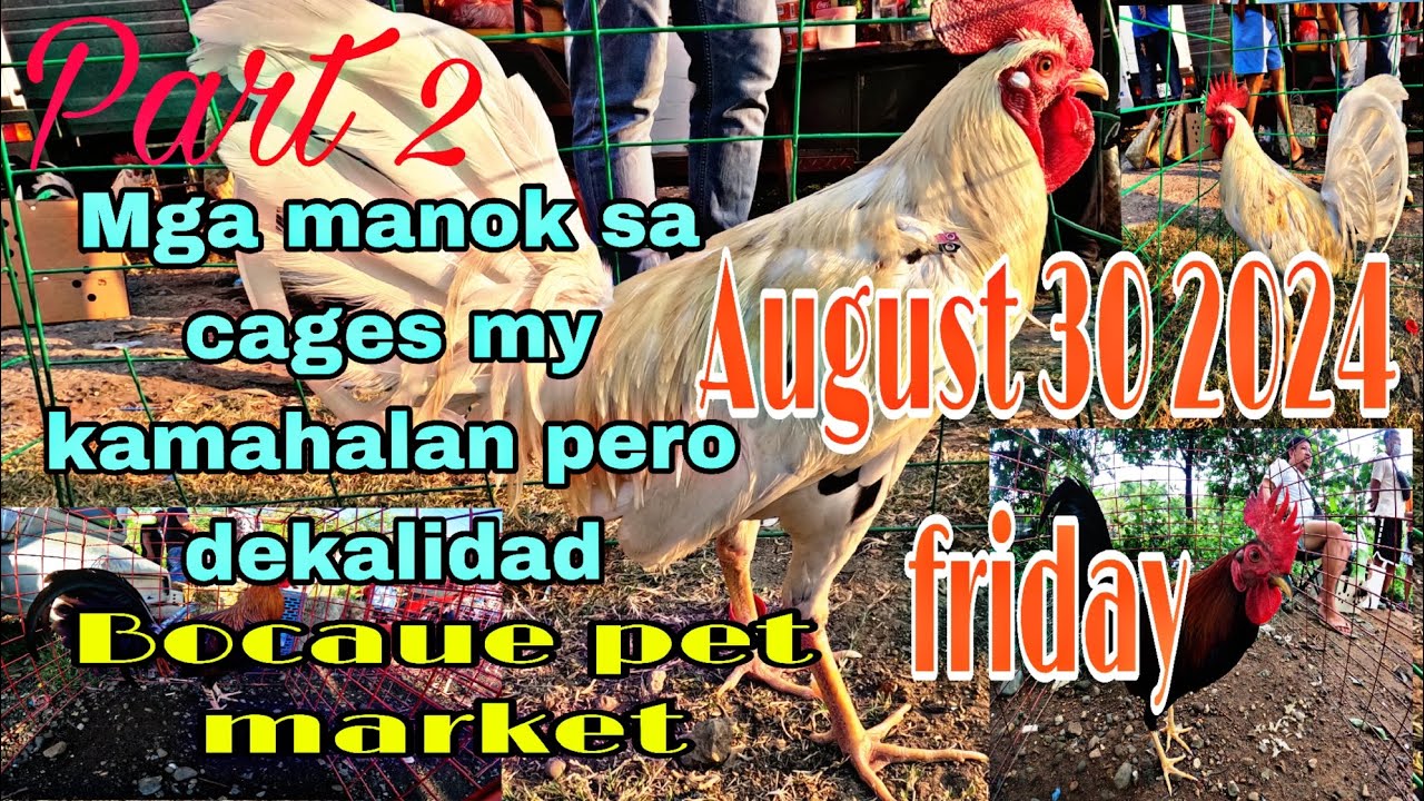 Part 2 mga manok sa cages my kamahalan pero dekalidad,Bocaue pet market ...