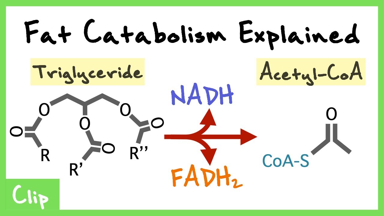 Fatty Acid Catabolism Explained (Beta oxidation, Ketogenesis, Lipolysis ...