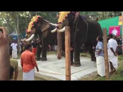 Bahubali elephant CHIRAKKAL KALI vs MANGALAMKUNNU AYYAPAN - YouTube