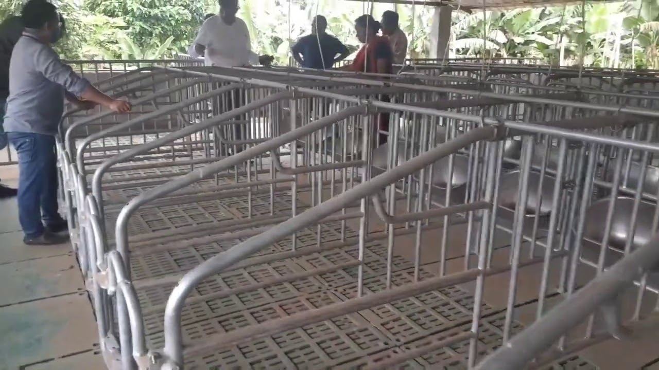 Piggery breeding unit - YouTube