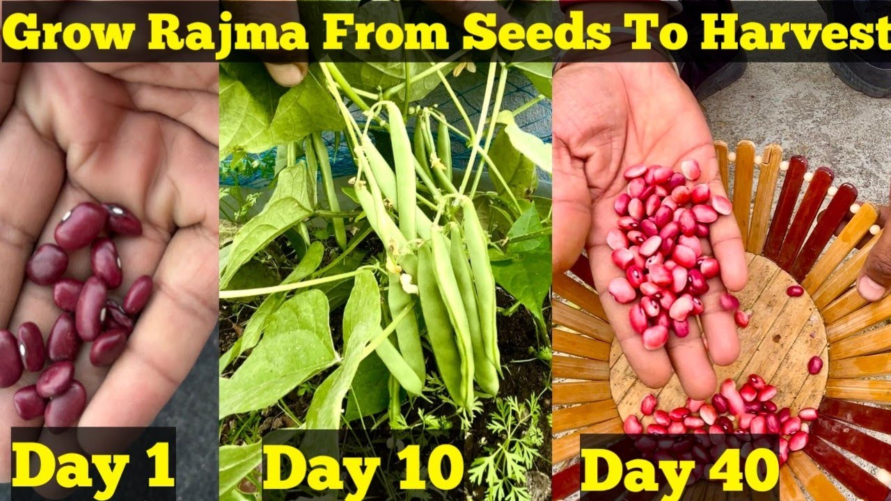 How To Grow Rajma At Home ? | घर पे राजमा को कैसे उगाएं पूरी जानकारी ?# ...