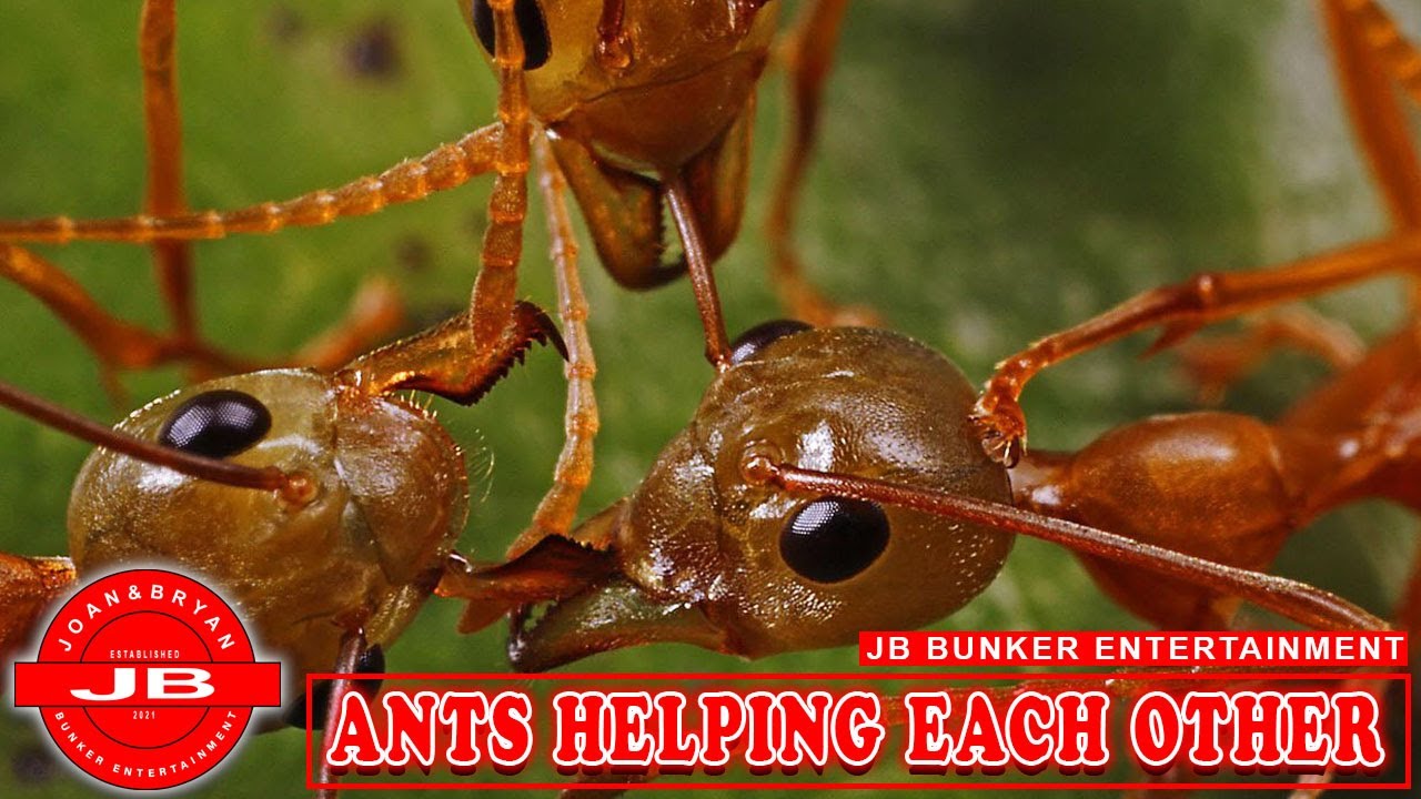 Ants Helping Each Other👏 - YouTube