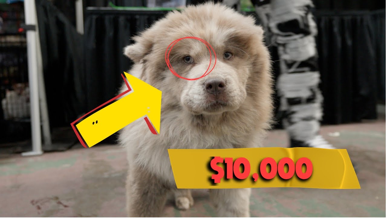 Interviewing Lilac Merle Chow Chow At Dog Show In Dallas Texas - YouTube