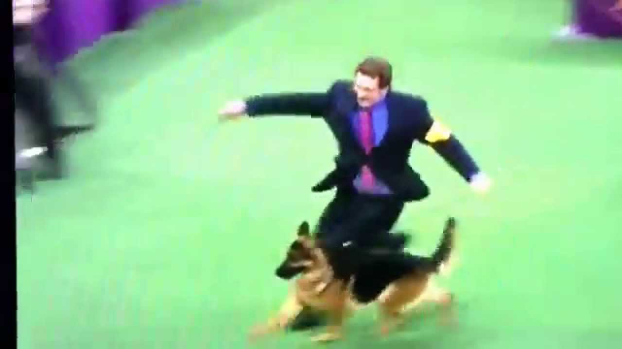 Handler Has Trouble Keeping Up At Dog Show YouTube handler-has-trouble-keeping-up-at-dog-show-youtube