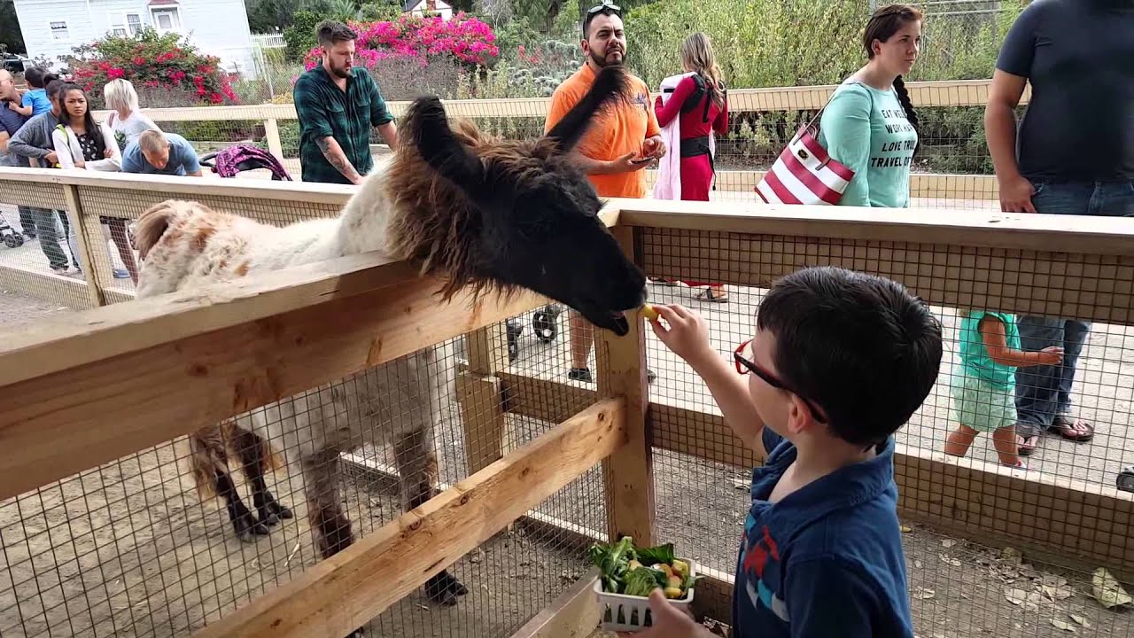Zoomars petting zoo, Clark and his lama. - YouTube