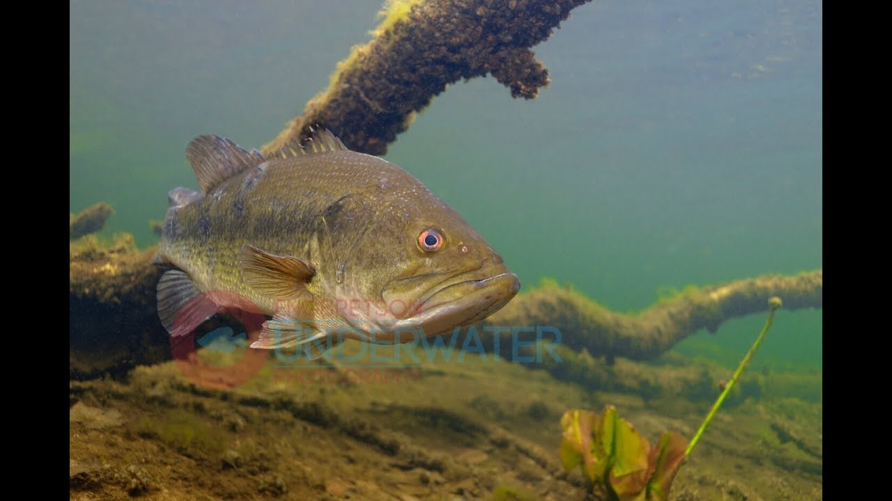 Beasts of the Deep: Largemouth Bass Underwater in Amazing Clarity ...