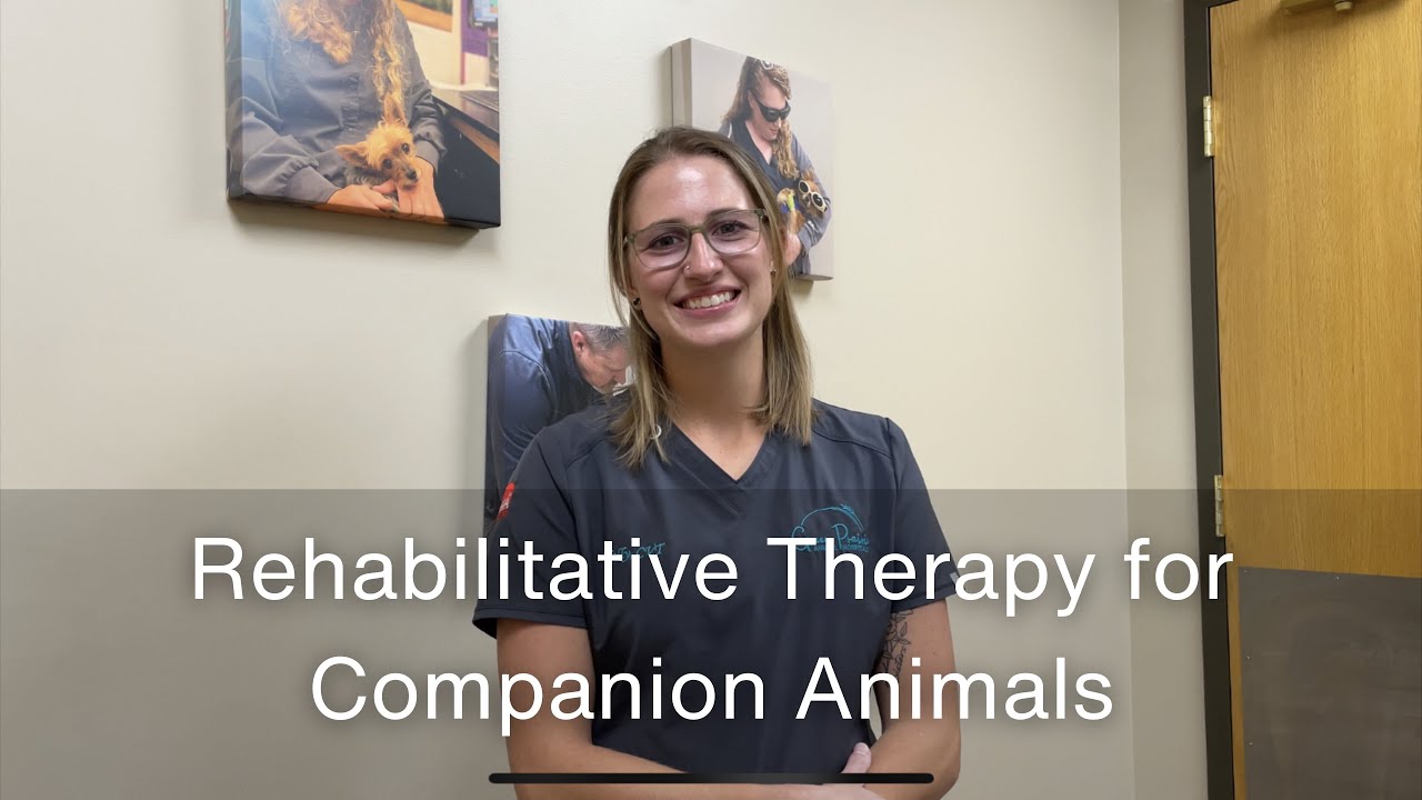 What is Rehabilitative Therapy for Pets? - YouTube