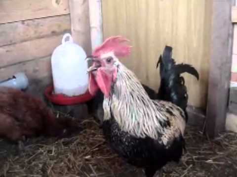 Hardcore and insane heavy metal rooster - YouTube