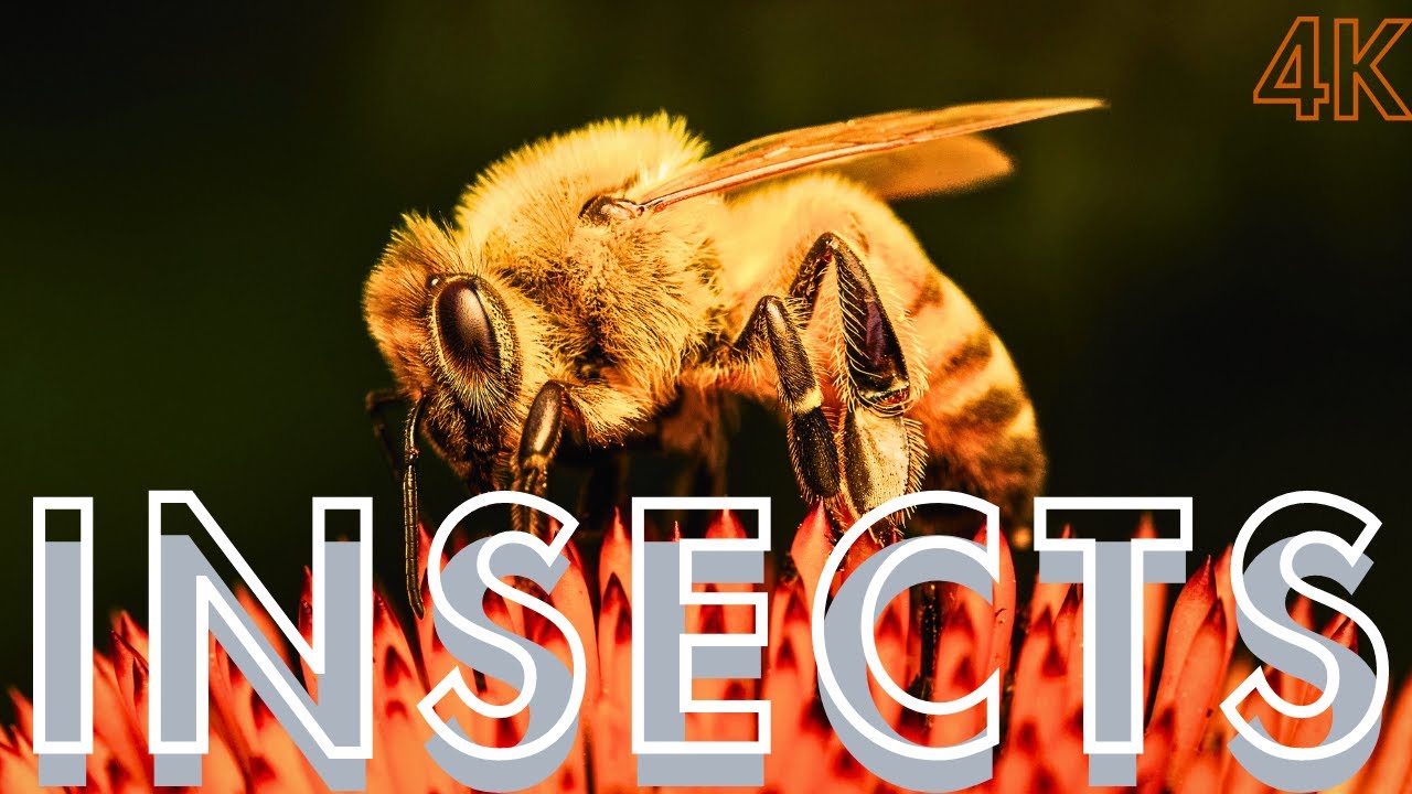The Insect World in 4K: Ultra HD with Dynamic Nature Sounds | TN Forest ...