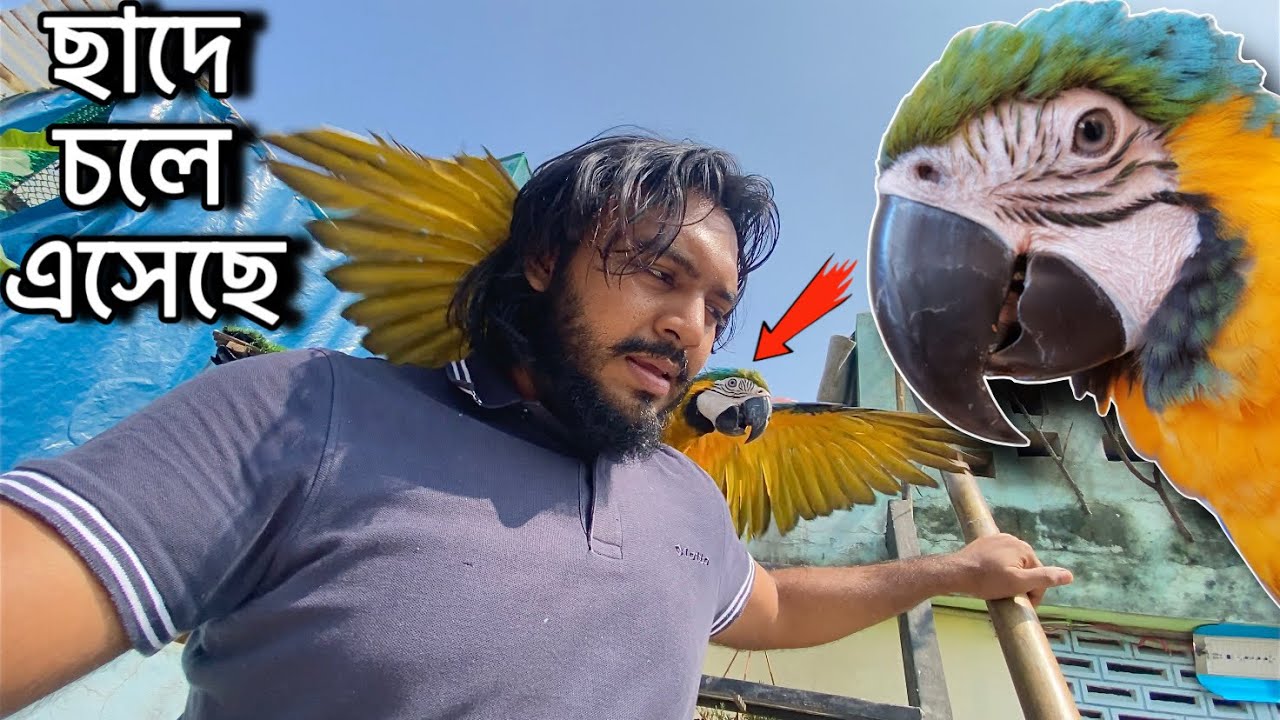 ছাদে Macaw Bird এনেছি পালার জন্য l Doggo Sage l Pets & Animals - YouTube