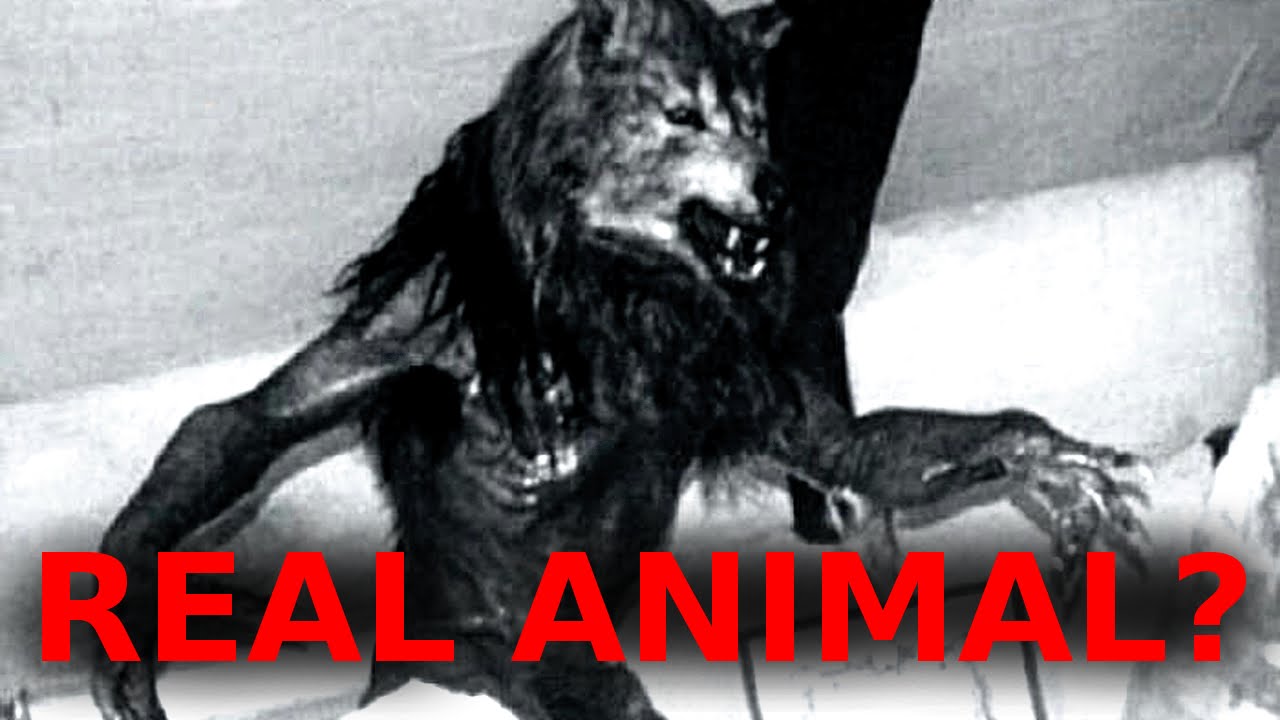 Real Werewolves - YouTube