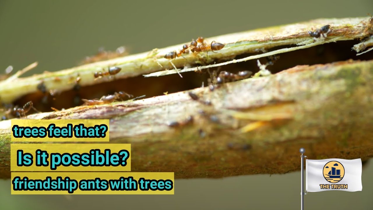 Can trees form friendship? The strangest relationship between trees and ...