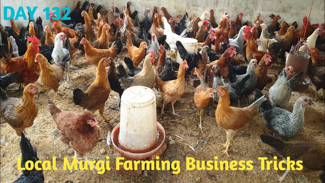 Local Murgi Farming Business Ideas l लोकेल मुरगी बिज़नेस आईडियास l দেশি ...