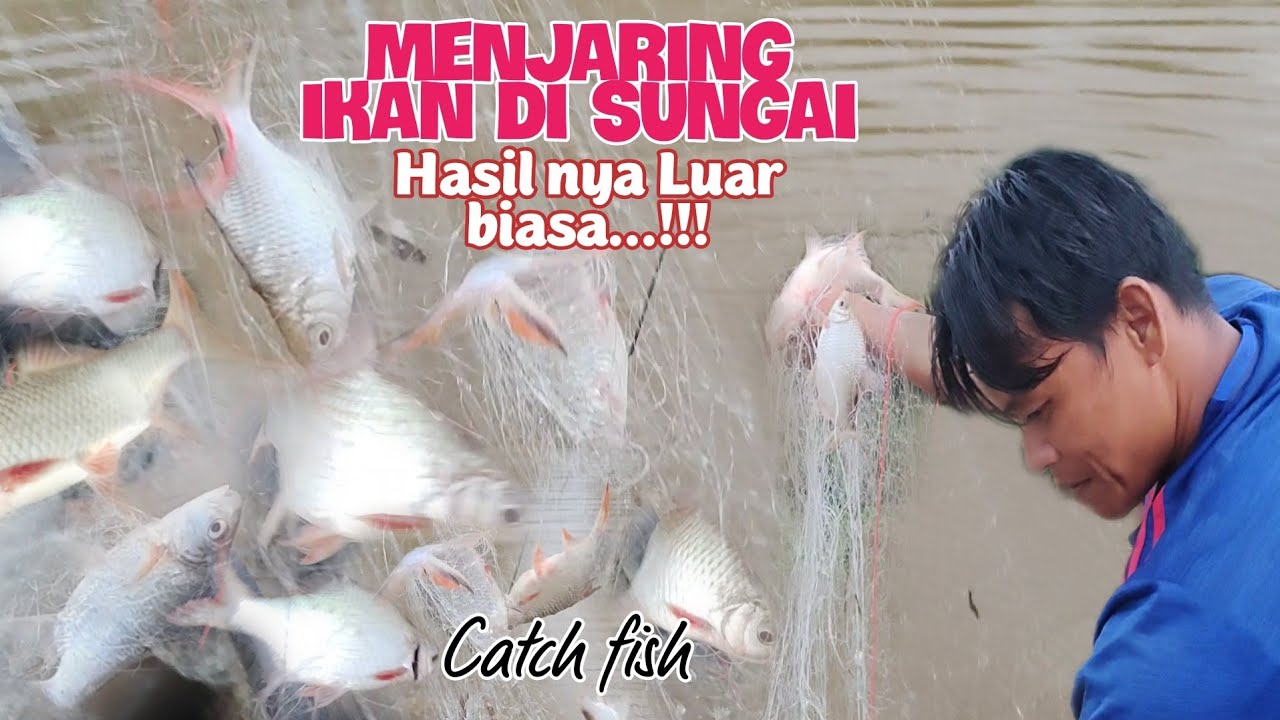 MENJARING IKAN DI SUNGAI|| JARING IKAN NELAYAN INI SAMPAI PUTUS DI ...