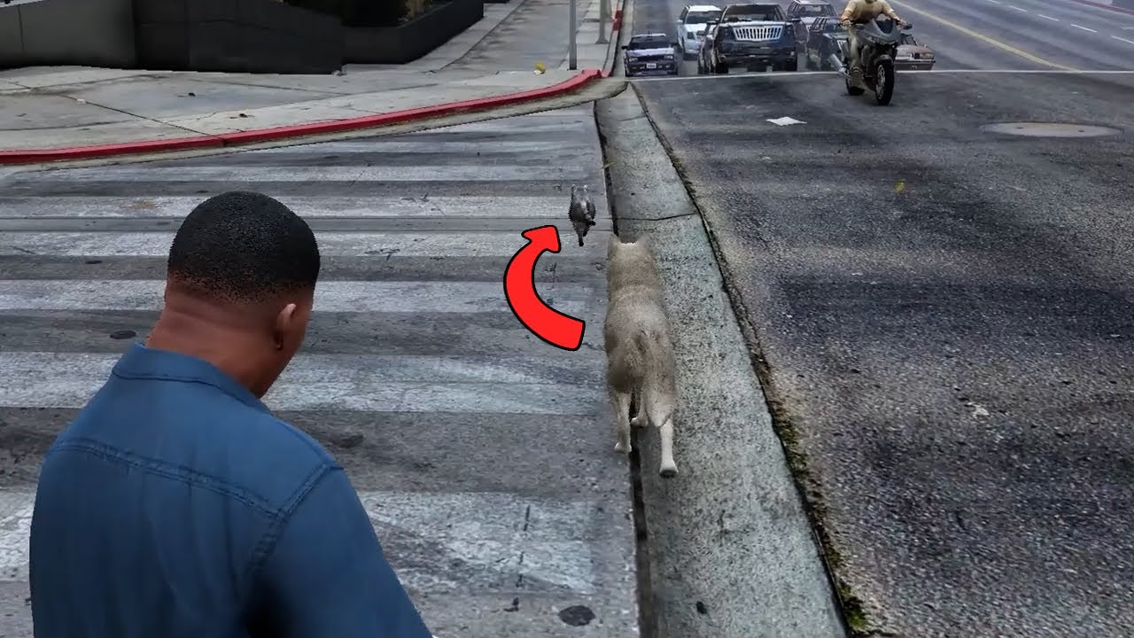 Dogs Can Imprint On Cats In GTA 5 - DarkViperAU - YouTube
