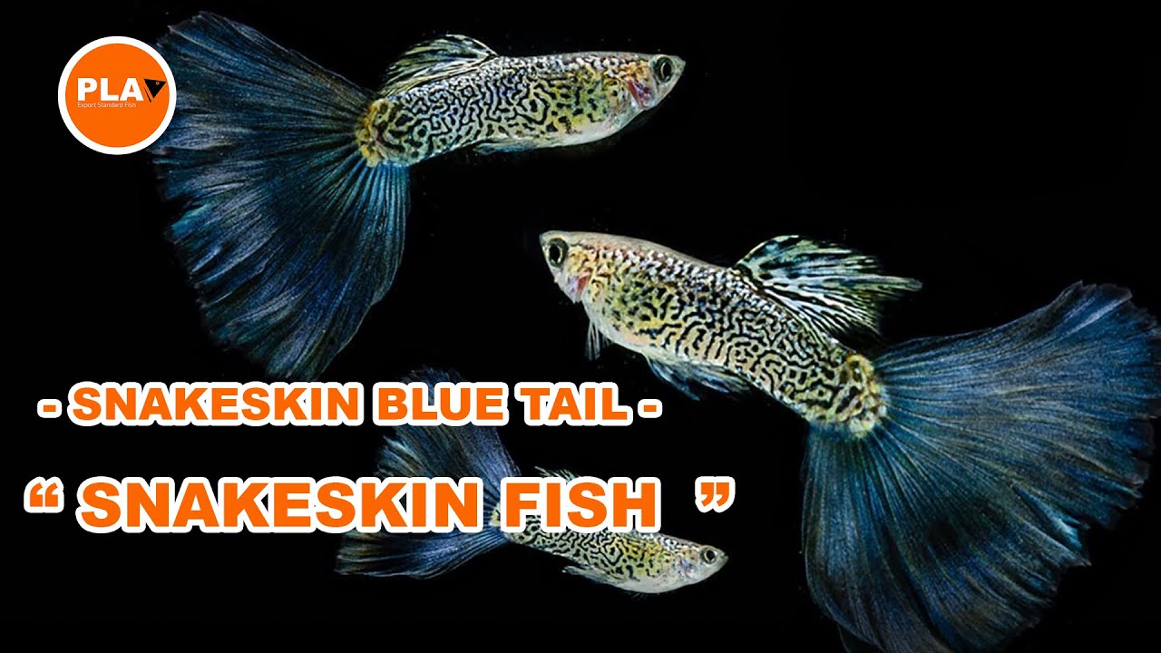 SNAKESKIN FISH - PLA Guppy Fish l Strain l Ep.25 SNAKESKIN BLUE TAIL ...
