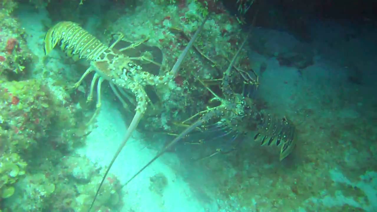 Mating Lobsters in the Wild - YouTube