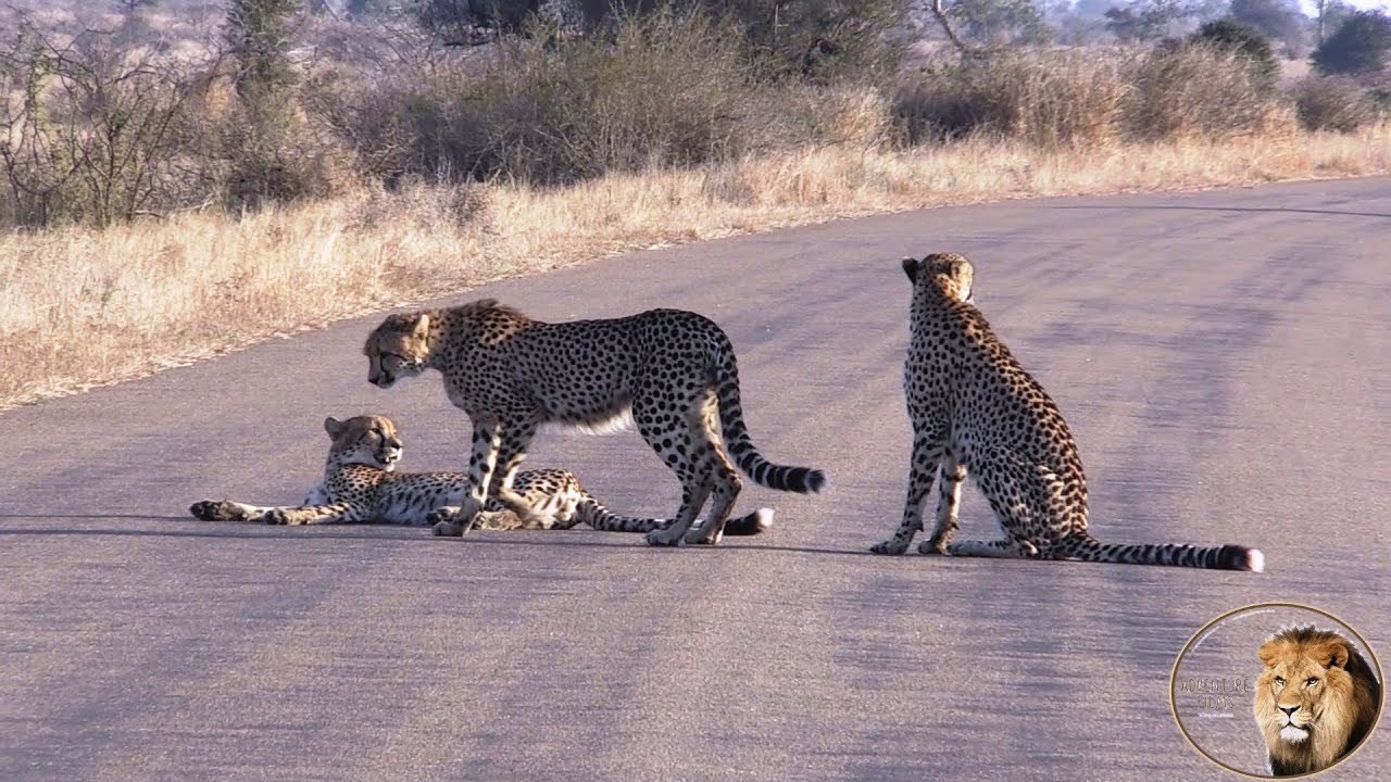 Beautiful Cheetah Road Block - YouTube