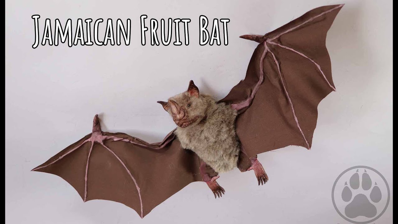 I made a Jamaican Fruit Bat for the Vancouver Aquarium - YouTube