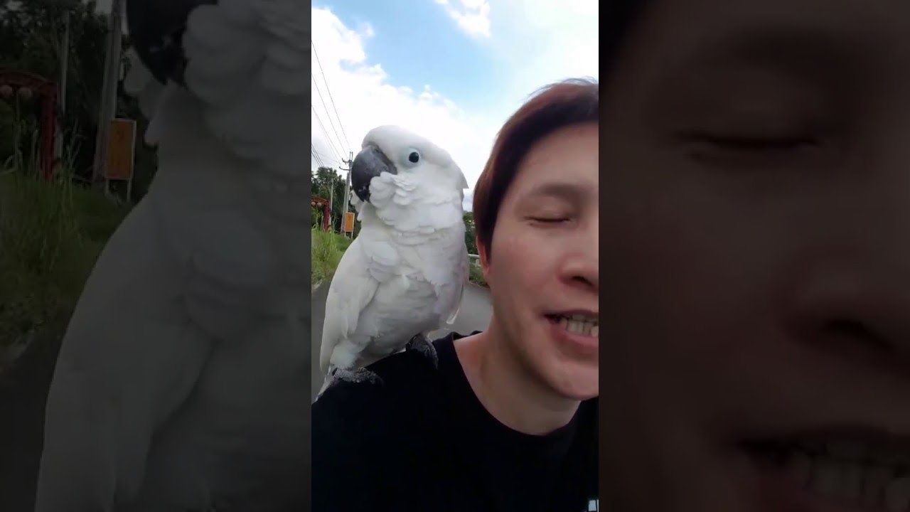 A Man and His Cockatoo || ViralHog - YouTube