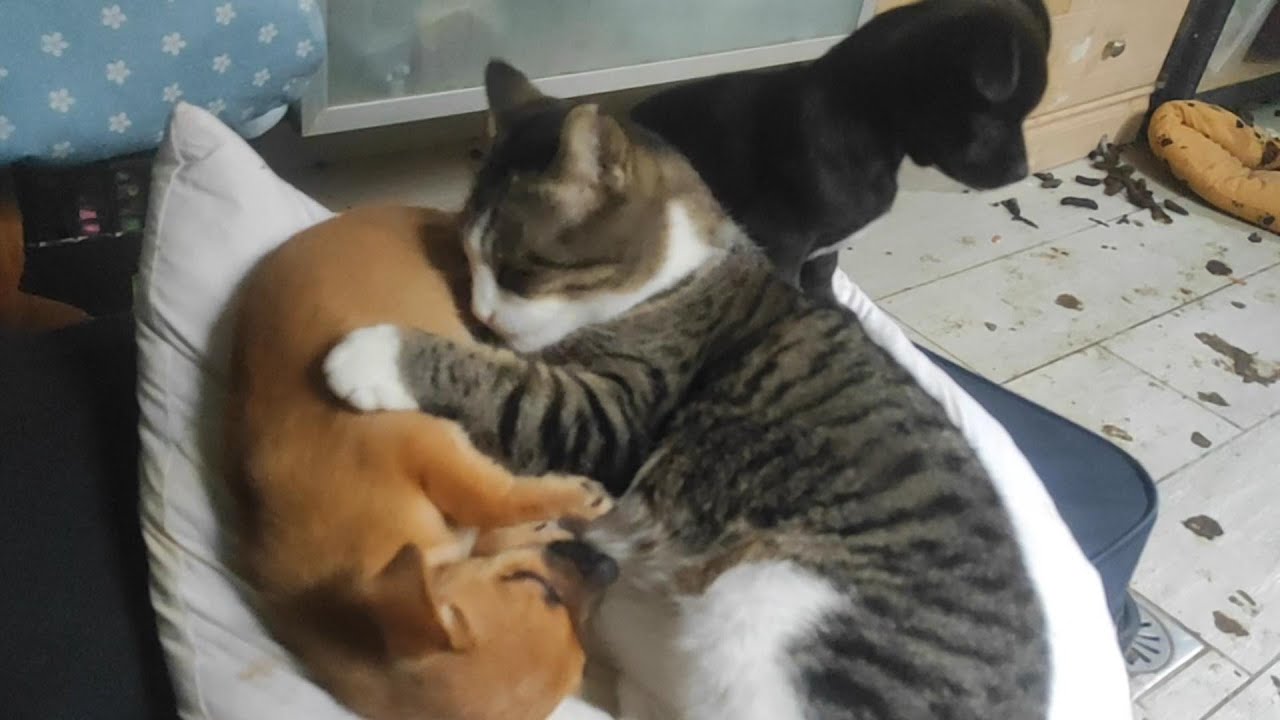 Stray Cat Laura Grooms the Puppies - YouTube
