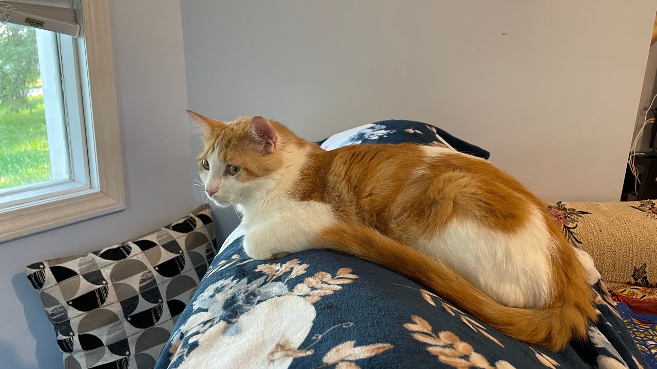 Crazy cute cat’s daily routine, - YouTube